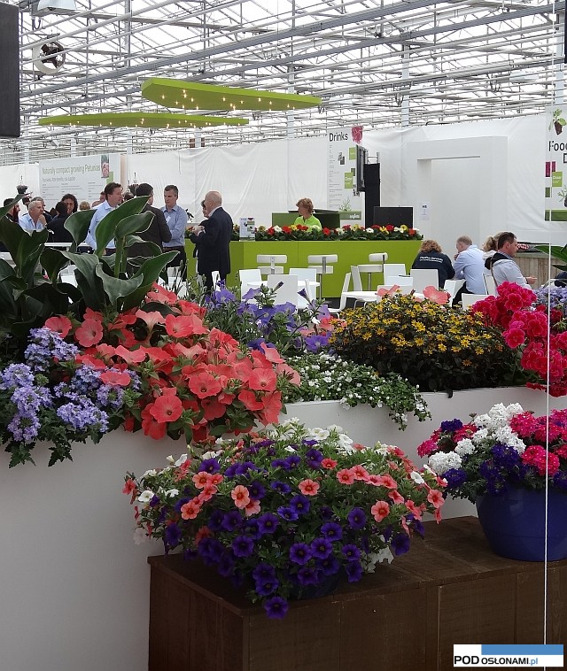 Flower Trials – pokazy coraz popularniejsze (cz. I)