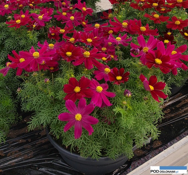 Flower Trials – pokazy coraz popularniejsze (cz. I)