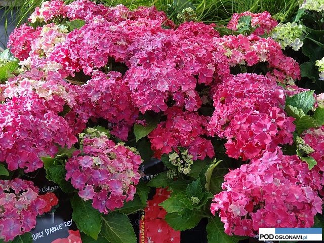 Nagrody i ciekawostki Plantarium 2016