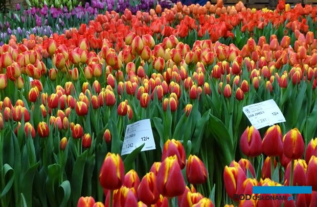 Tulip Trade Event, czyli tulipany w roli głównej - o niepowtarzalnym ...