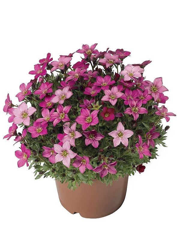 Skalnica, czyli Saxifraga – przegląd odmian (część II)