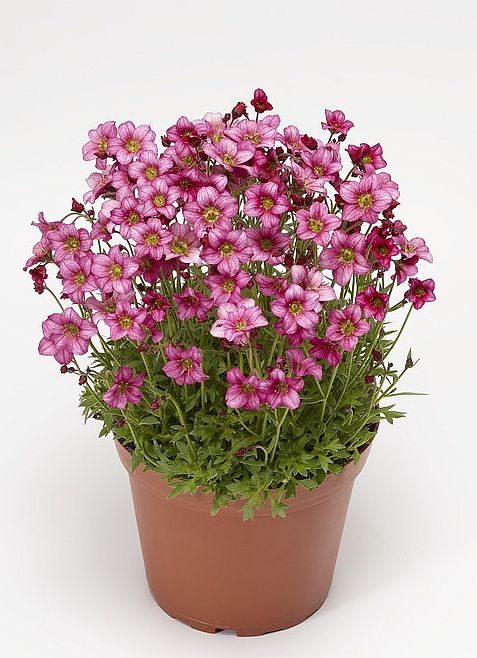 Skalnica, czyli Saxifraga – przegląd odmian (część II)