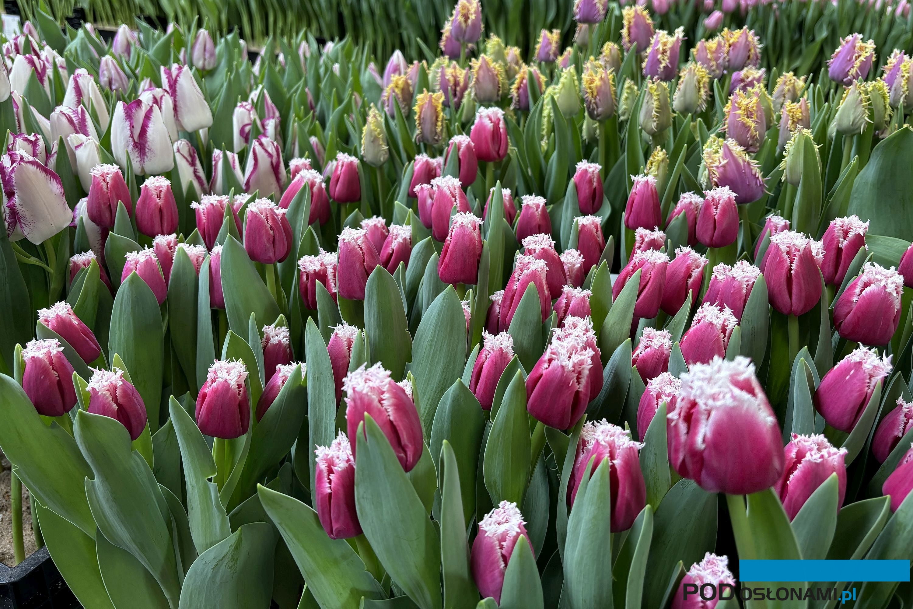 Odmiany z kraju tulipanów. Tulip Trade Event 2024 (cz. III)