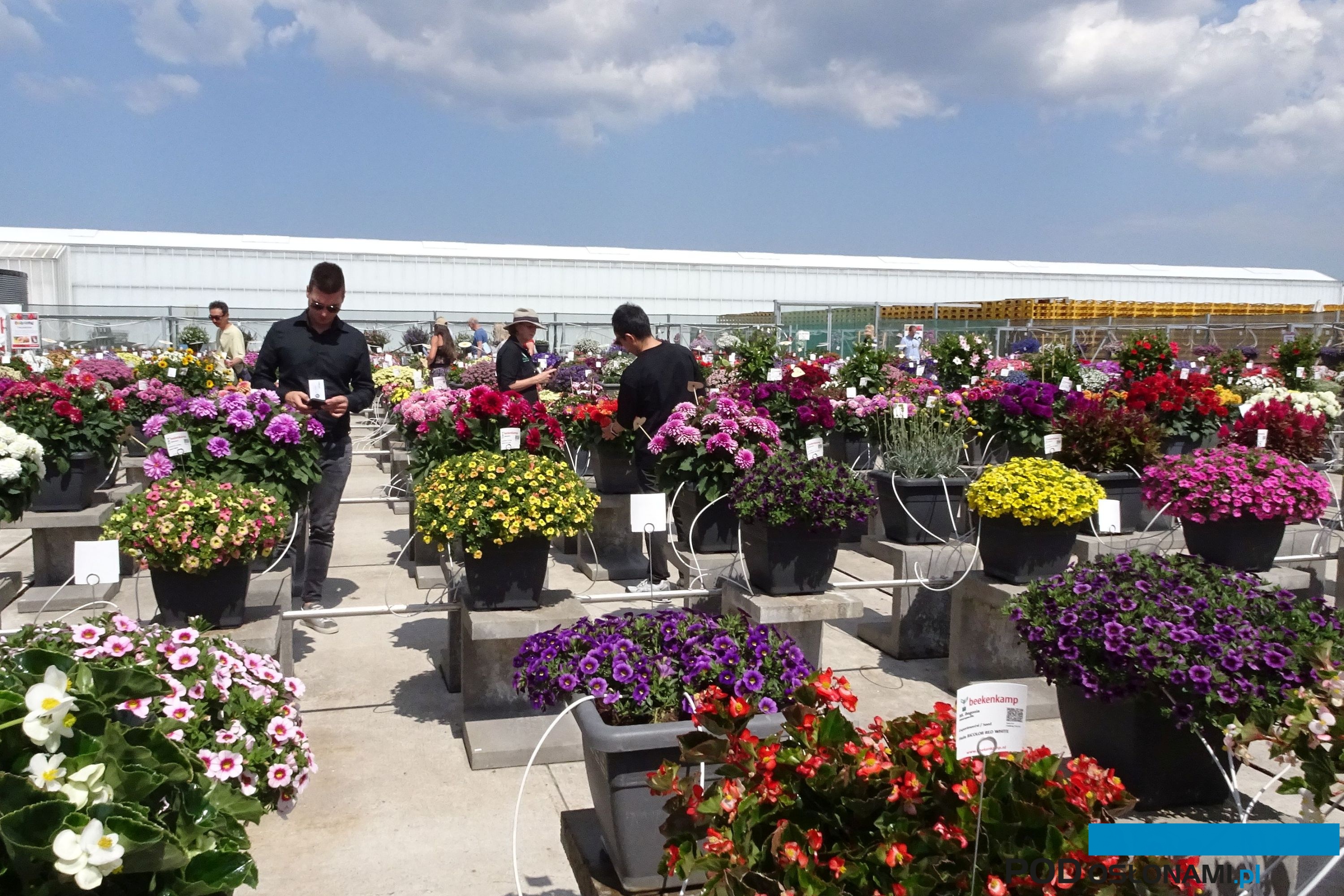 FlowerTrials 2024 – dwudziestolecie wydarzenia! Rośliny balkonowo ...