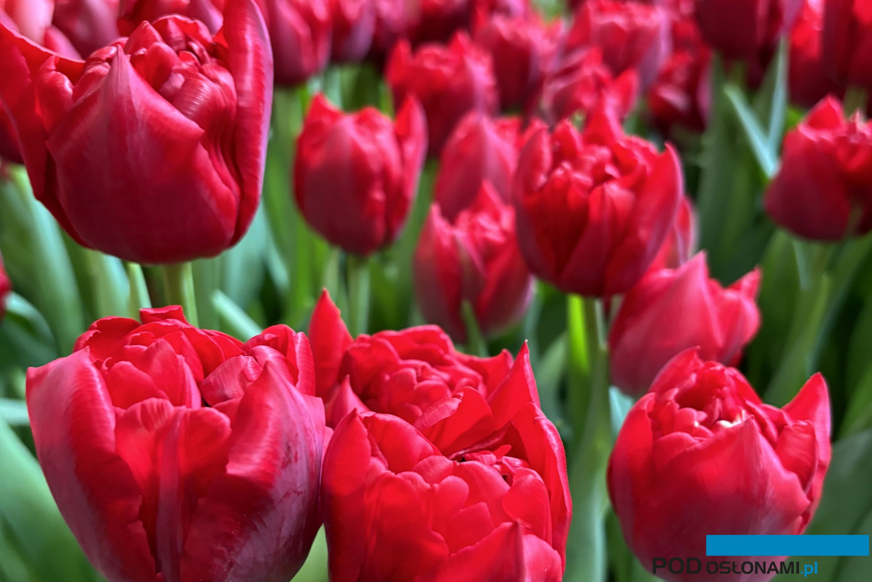 Tulip Trade Event 2026 – tulipanowe dni otwarte w Niderlandach
